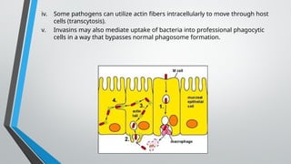 Group five Bacteriology Presentation.pptx