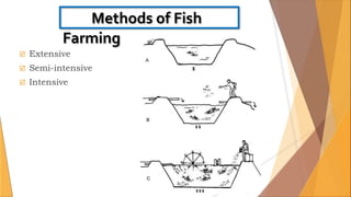 design and construction of fin fish farm | PPTX