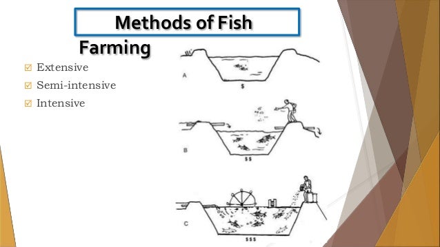 design and construction of fin fish farm
