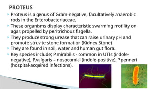 Gram negative rods . Gram negative bacteria | PPTX