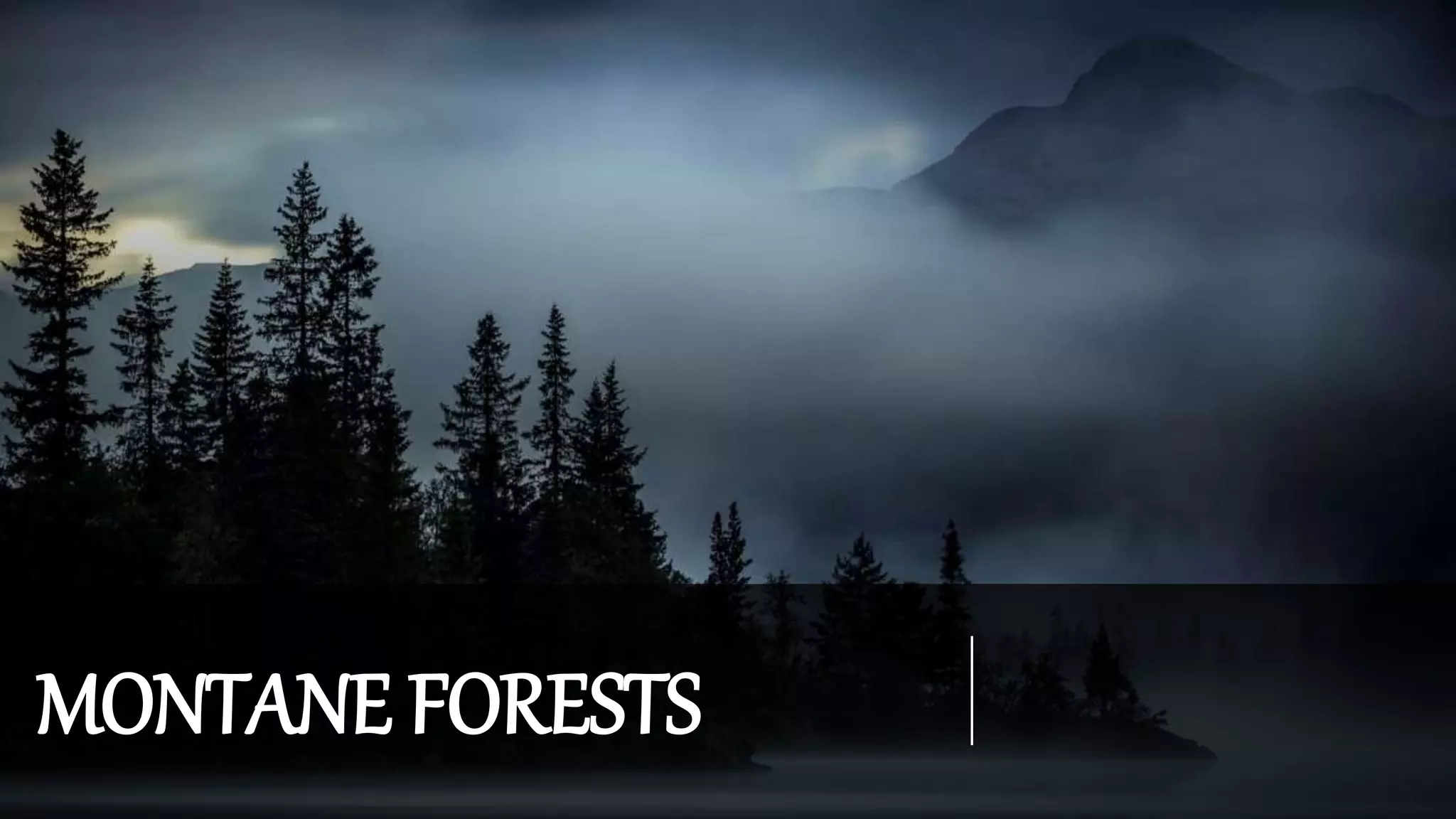 montane forests class 9 geo | PPTX