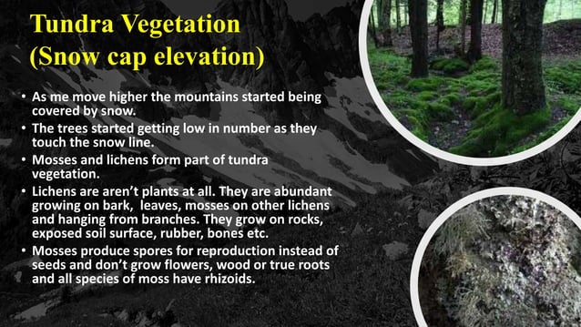 montane forests class 9 geo | PPTX