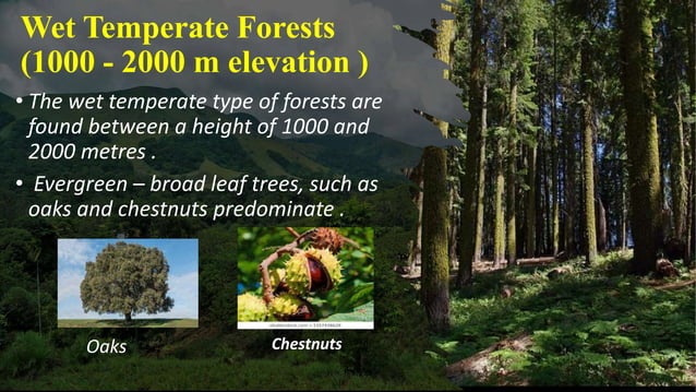 montane forests class 9 geo | PPTX