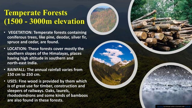 montane forests class 9 geo | PPTX