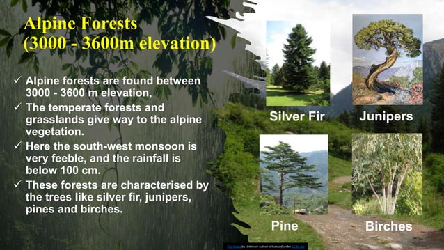 montane forests class 9 geo | PPTX