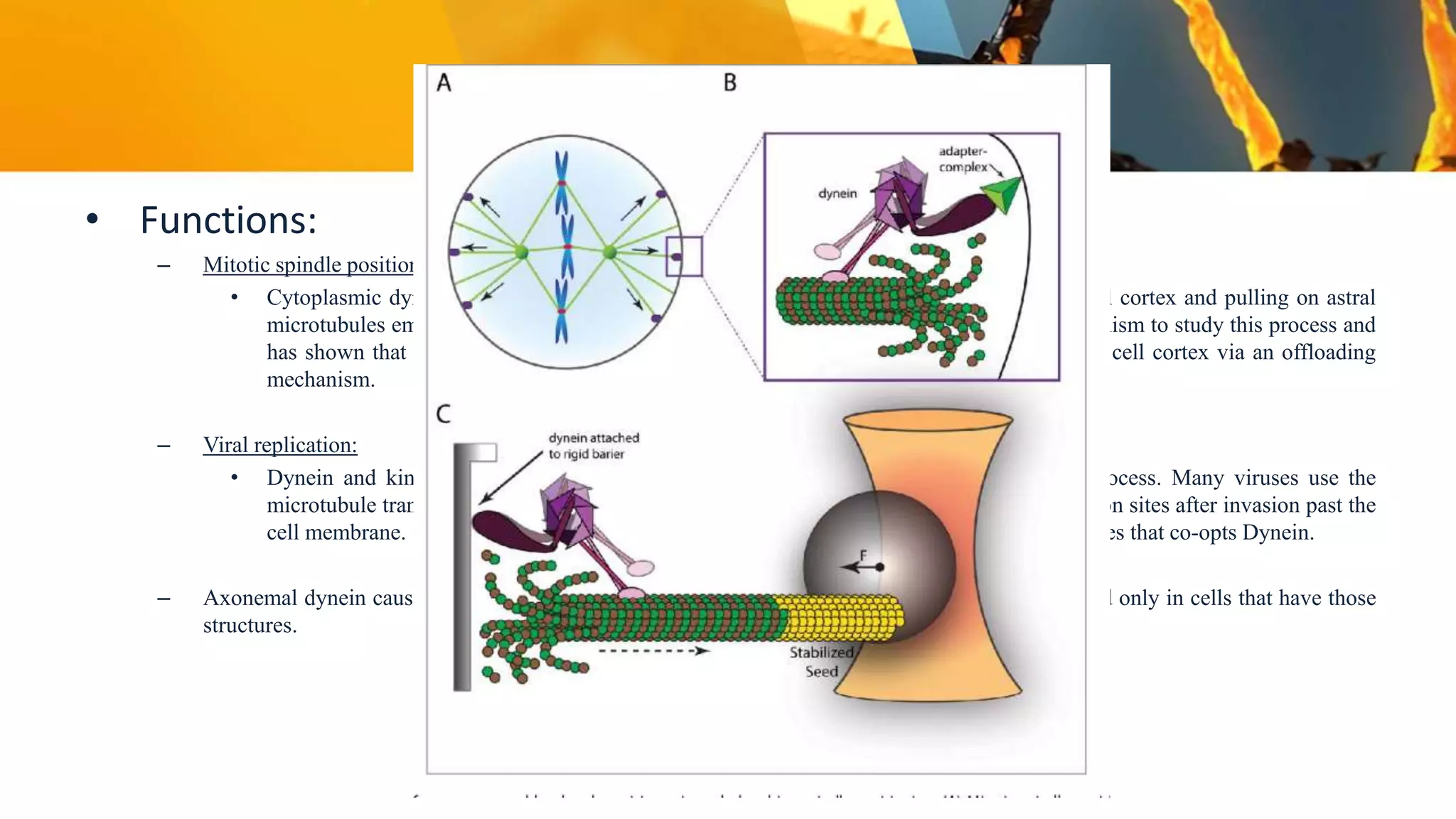 Motor Proteins | PPTX