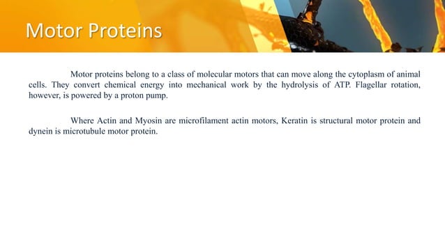 Motor Proteins | PPTX