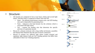 Motor Proteins | PPTX