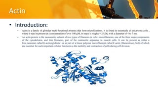 Motor Proteins | PPTX