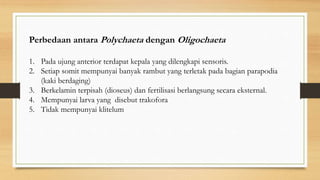 Group 5 phylum annelida | PPT