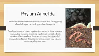 Group 5 phylum annelida | PPT