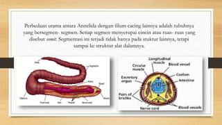 Group 5 phylum annelida | PPT