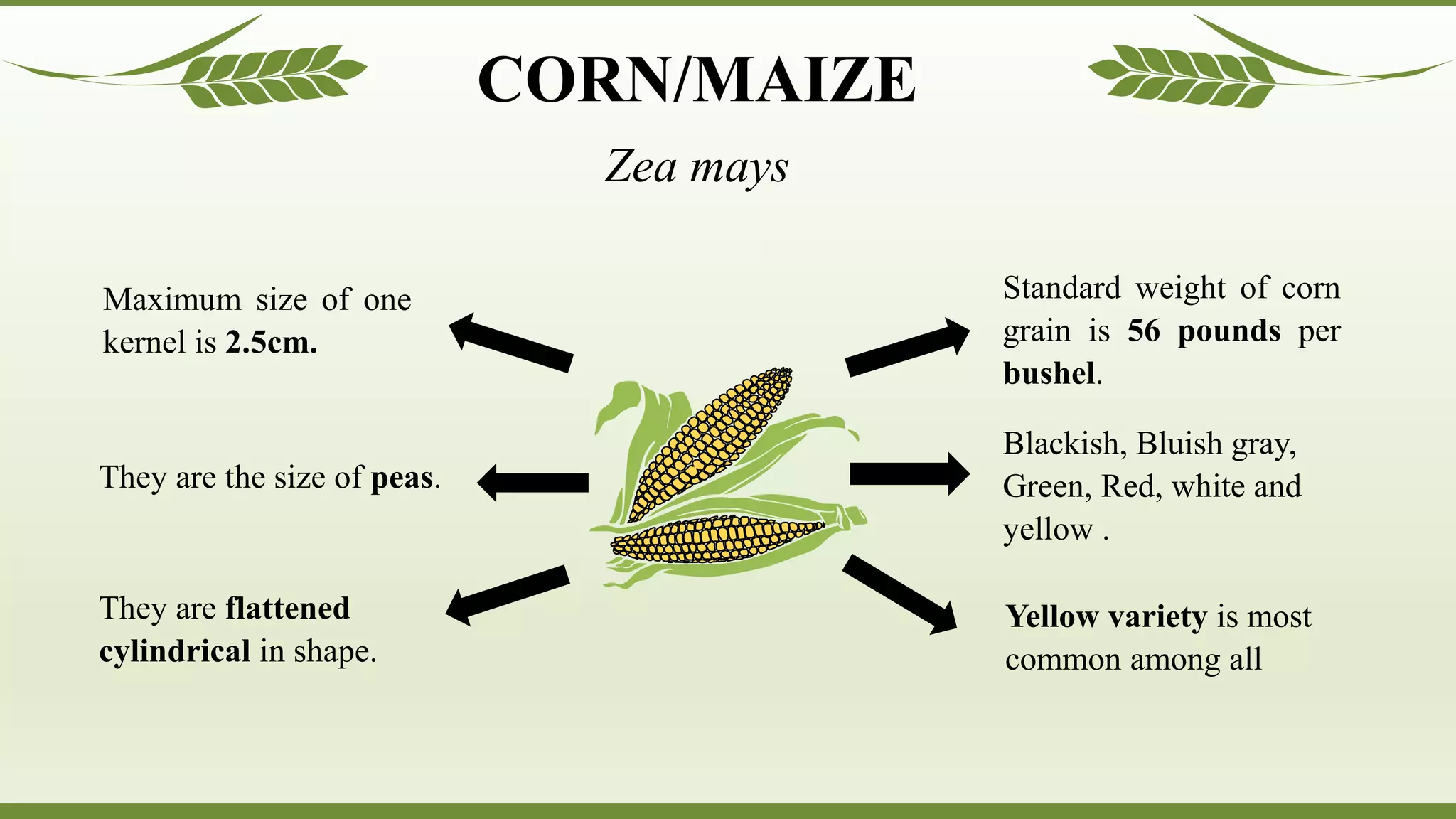 Properties of all Cereal Grains | PPTX
