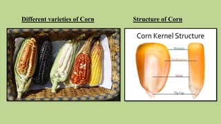 Properties of all Cereal Grains | PPTX
