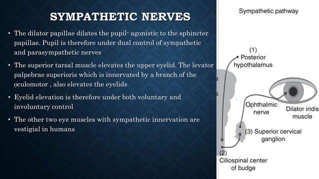 VISUAL PERCEPTION AND NEUROPHYSIOLOGY | PPTX | Eye and Vision ...