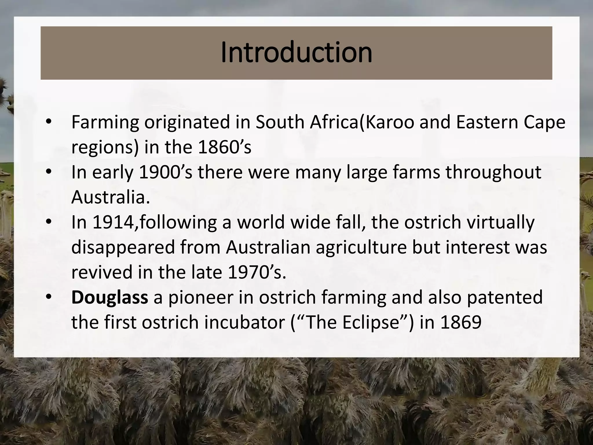 Ostrich Farming | PPT