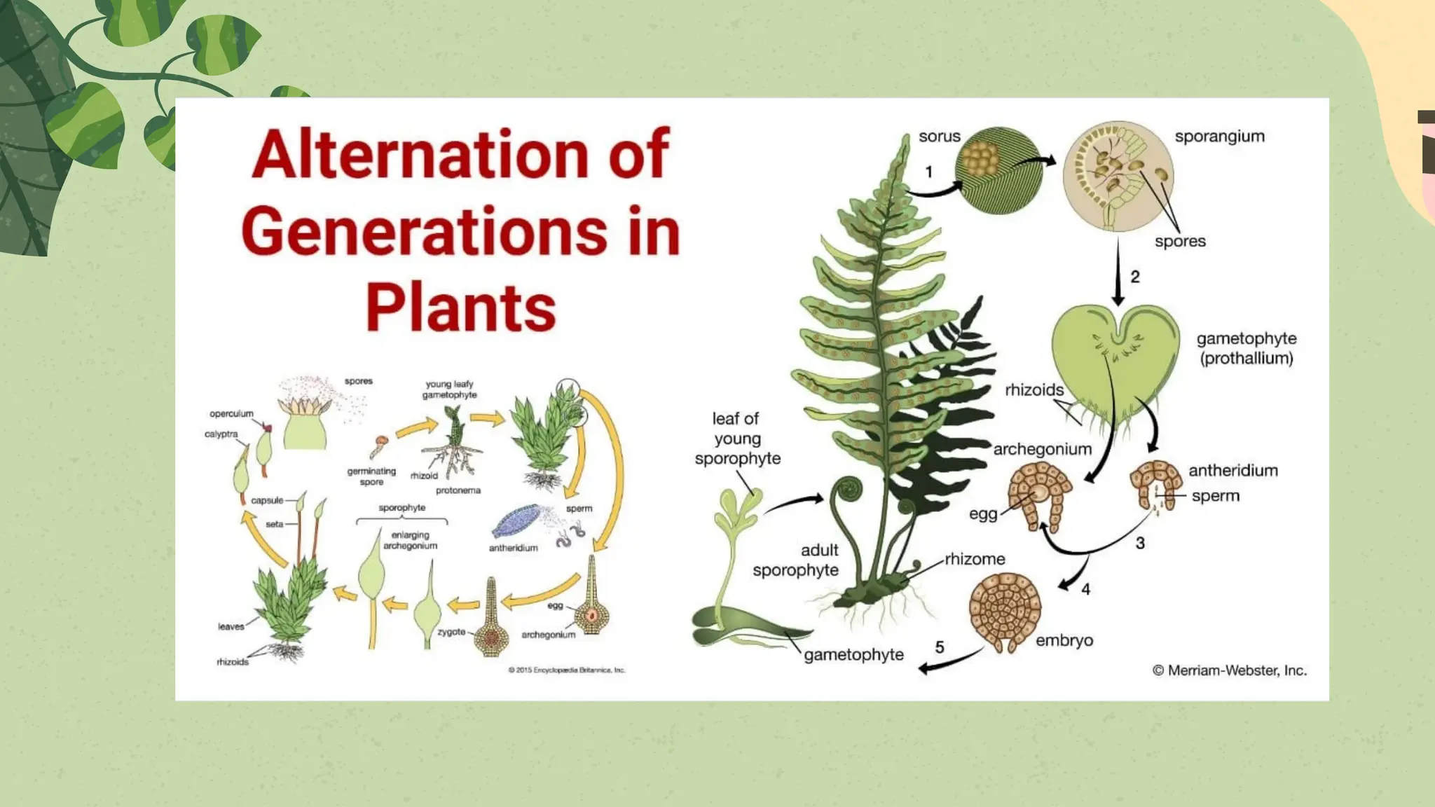 Botany - meiosis and alternation of generation.pptx