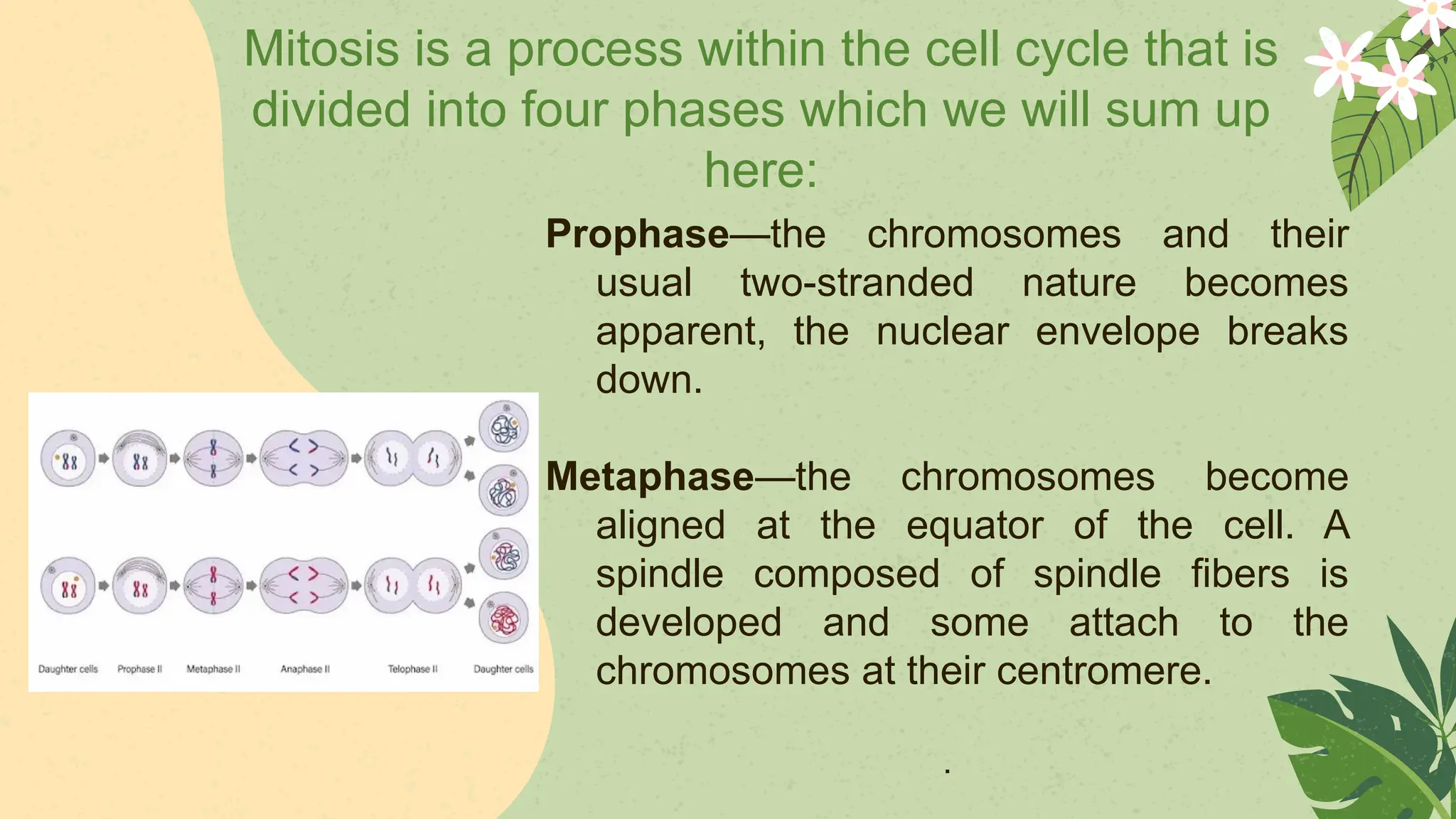 Botany - meiosis and alternation of generation.pptx