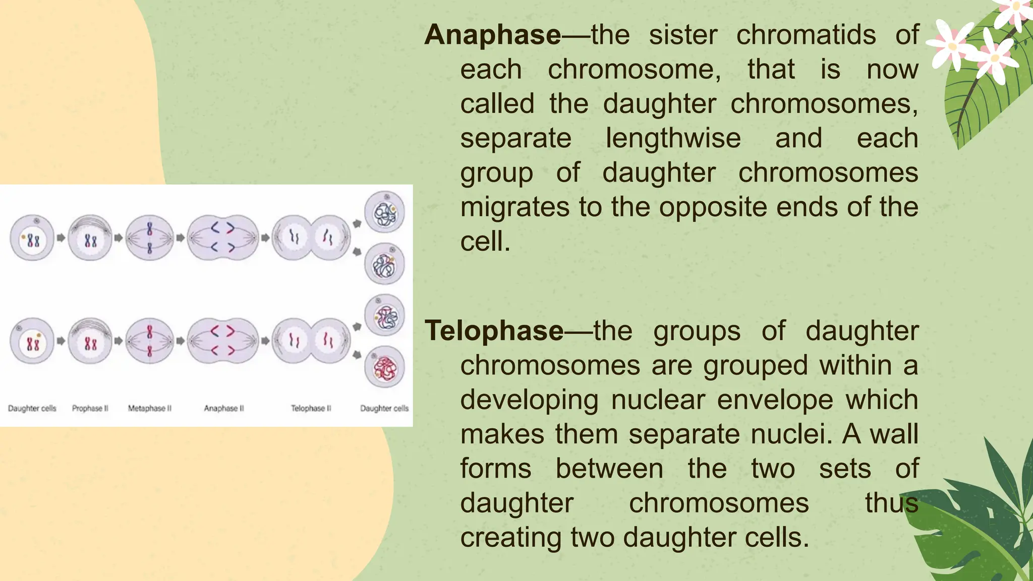 Botany - meiosis and alternation of generation.pptx
