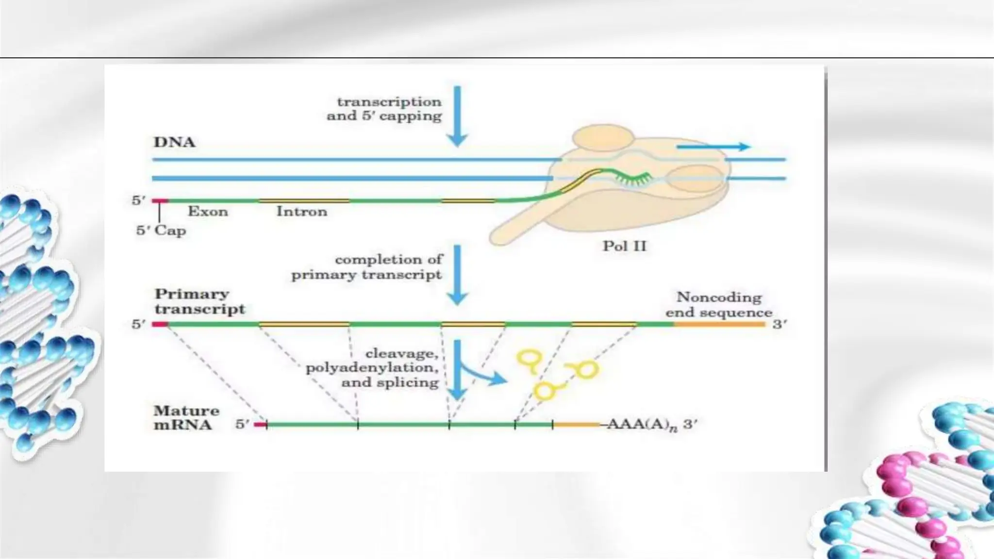 Group 6 - Post Transcriptional Modifications (RNA Splicng and ...