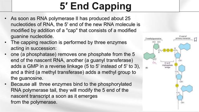 Group 6 - Post Transcriptional Modifications (RNA Splicng and ALternative Splicing).pptx