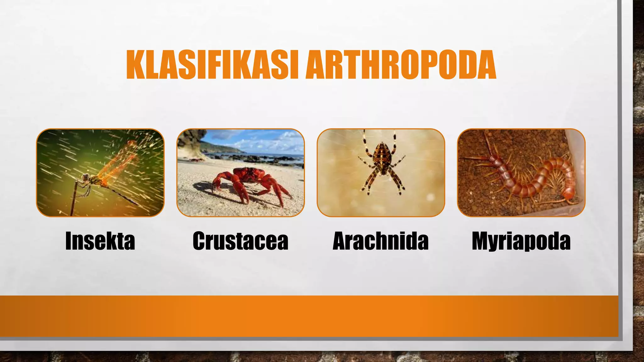 Group 6 phylum arthropoda | PPT