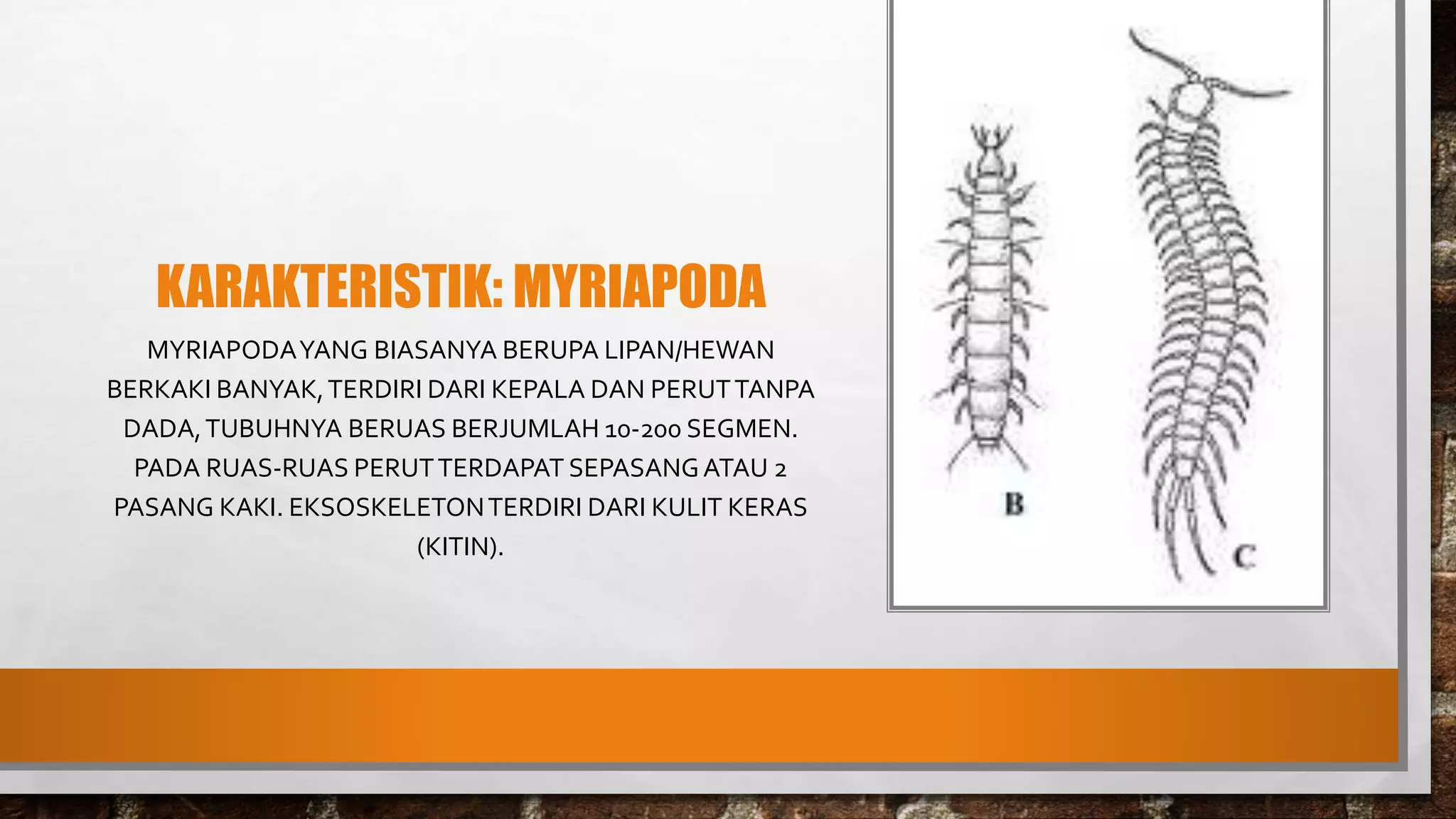 Group 6 phylum arthropoda | PPT