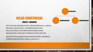 Group 6 phylum arthropoda | PPT