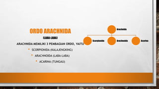 Group 6 phylum arthropoda | PPT