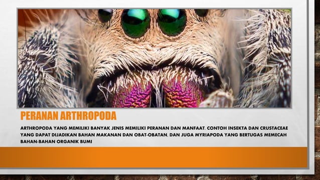 Group 6 phylum arthropoda | PPT