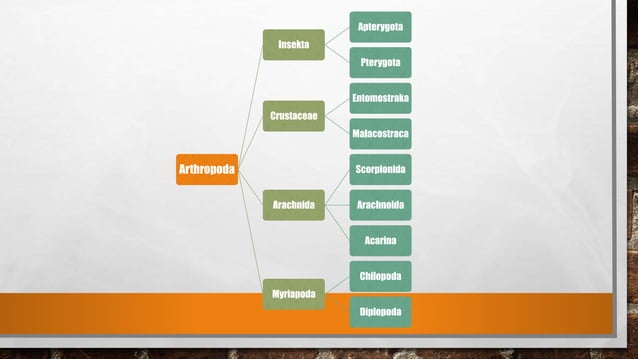 Group 6 phylum arthropoda | PPT