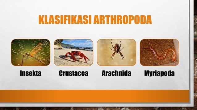 Group 6 phylum arthropoda | PPT