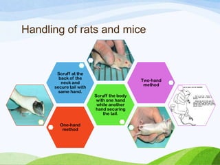 Group 6 physiology | PPTX