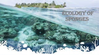 All about sponges physiology anatomy structure function and its ...