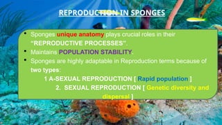 All about sponges physiology anatomy structure function and its ...