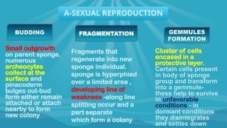 All about sponges physiology anatomy structure function and its ...