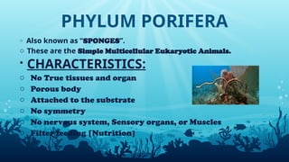 All about sponges physiology anatomy structure function and its ...