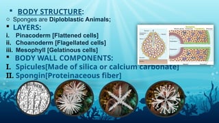 All about sponges physiology anatomy structure function and its ...