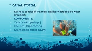 All about sponges physiology anatomy structure function and its ...