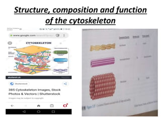 Group 6 presentation(cytoskeleton).pptx