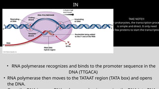 DNA Transcription: Copying the Genetic Code for Protein Production" | PPTX