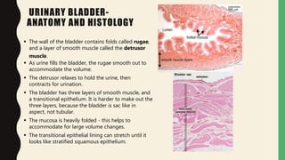 inflammatory diseases of the kidney& urinary bladder | PPTX