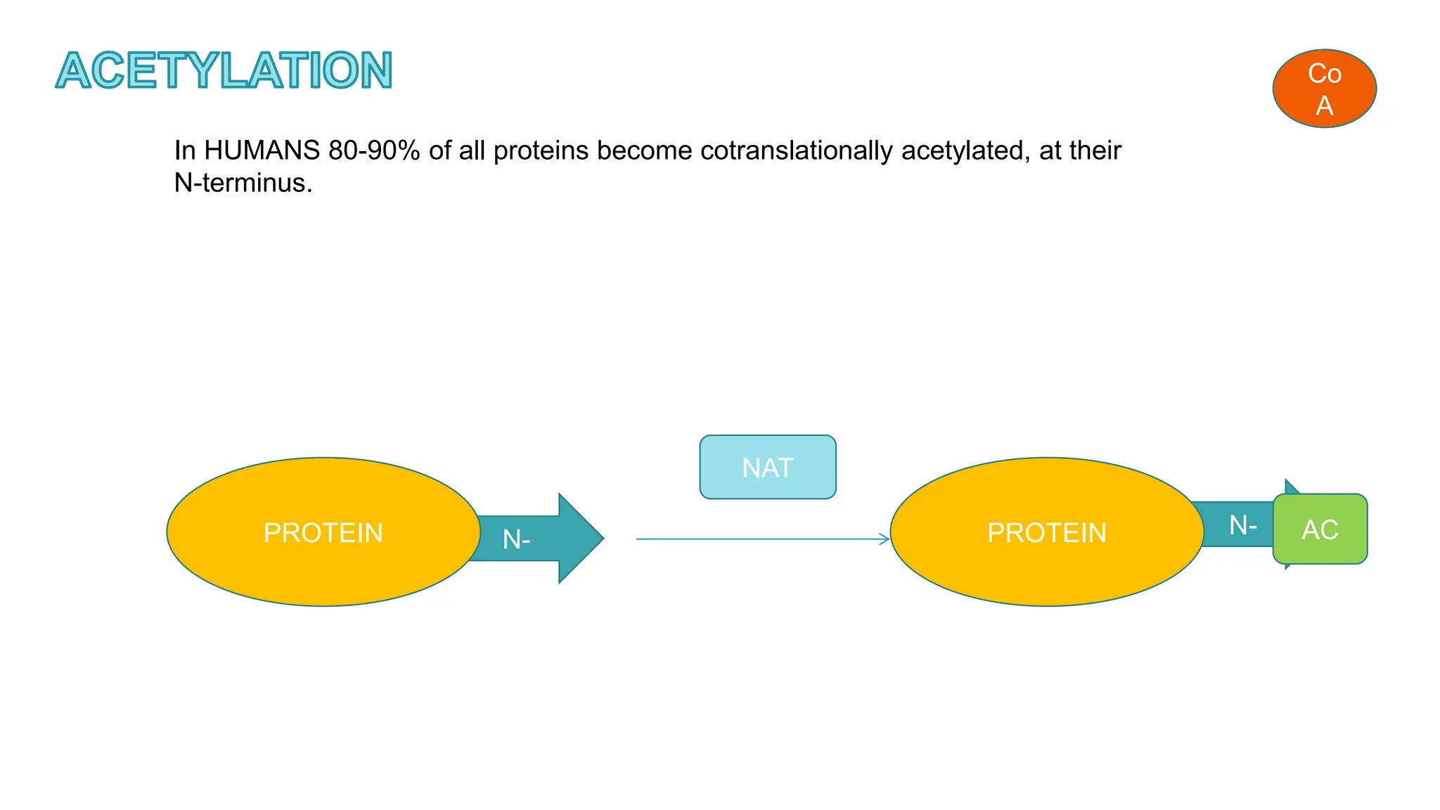 Group 7 Post Translational Modifications Pptx