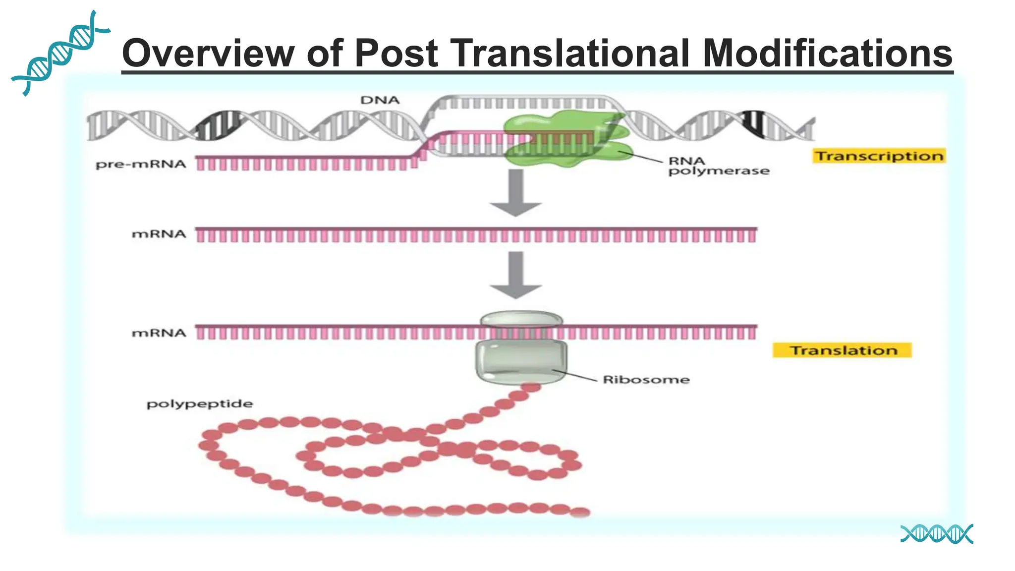 Group 7 - Post Translational Modifications.pptx