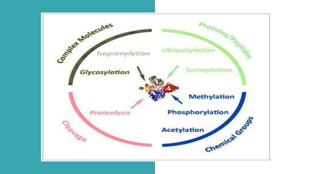 Group 7 - Post Translational Modifications.pptx