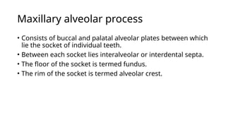 Veronahighsvhoolgroup7 alveolar bone 2.pptx