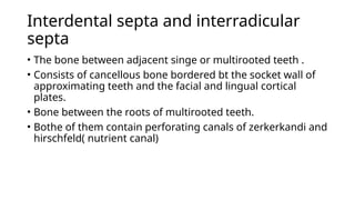 Veronahighsvhoolgroup7 alveolar bone 2.pptx