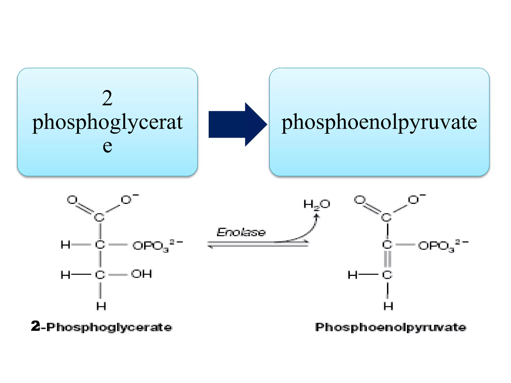 (Group7)glycolysis pay-off-phase | PPTX