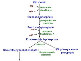 (Group7)glycolysis pay-off-phase | PPTX