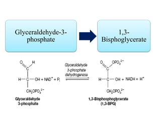 (Group7)glycolysis pay-off-phase | PPTX